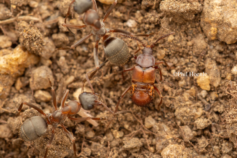 Myrmecophiles - MonitAnt